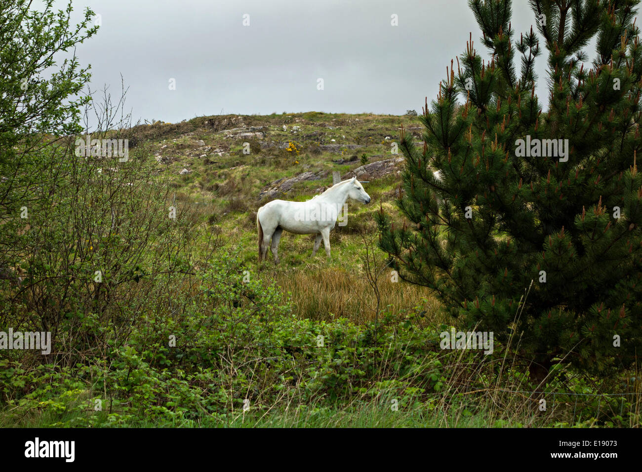 White Pony in Irish Landscape, Connemara, County Galway, Republic of ...