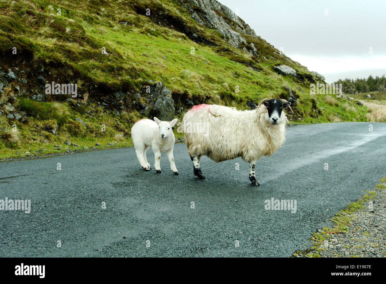 Schaf donegal hi-res stock photography and images - Alamy