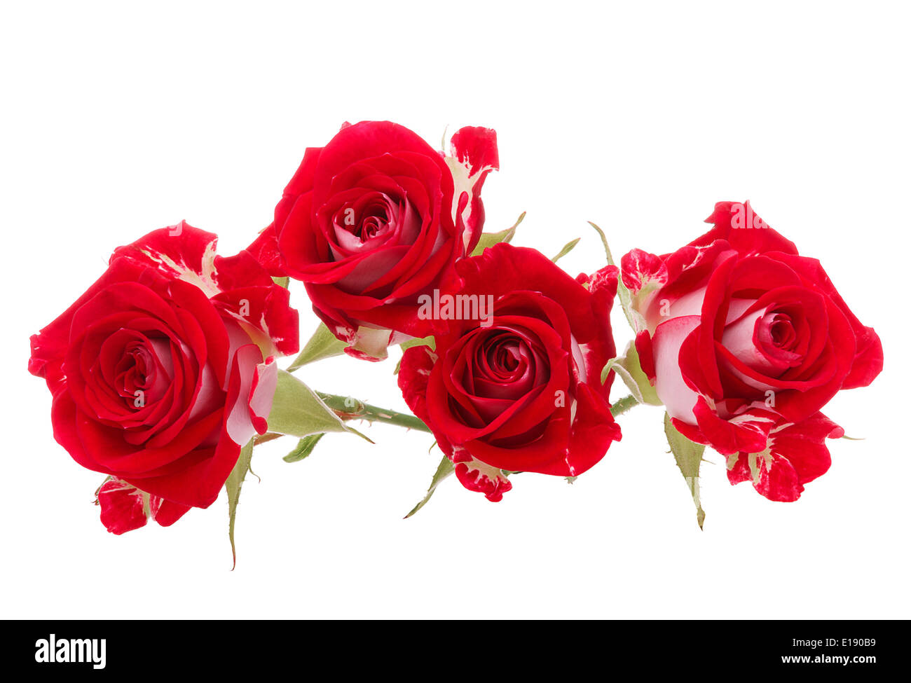 Red rose flower bouquet isolated on white background cutout Stock Photo ...