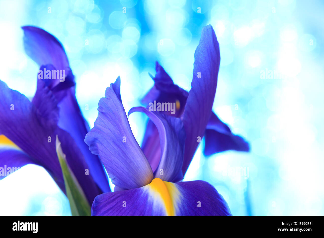 Beautiful blue iris flowers background Stock Photo - Alamy