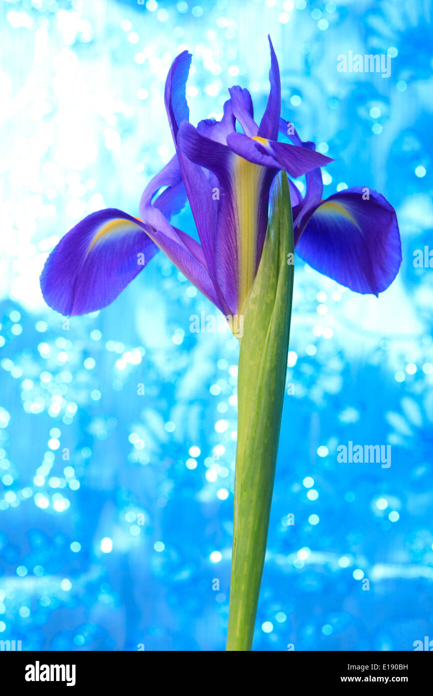 Beautiful blue iris flowers background Stock Photo - Alamy