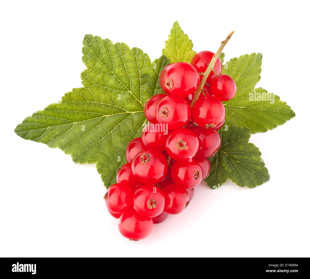 Red currants and green leaves still life isolated on white background ...