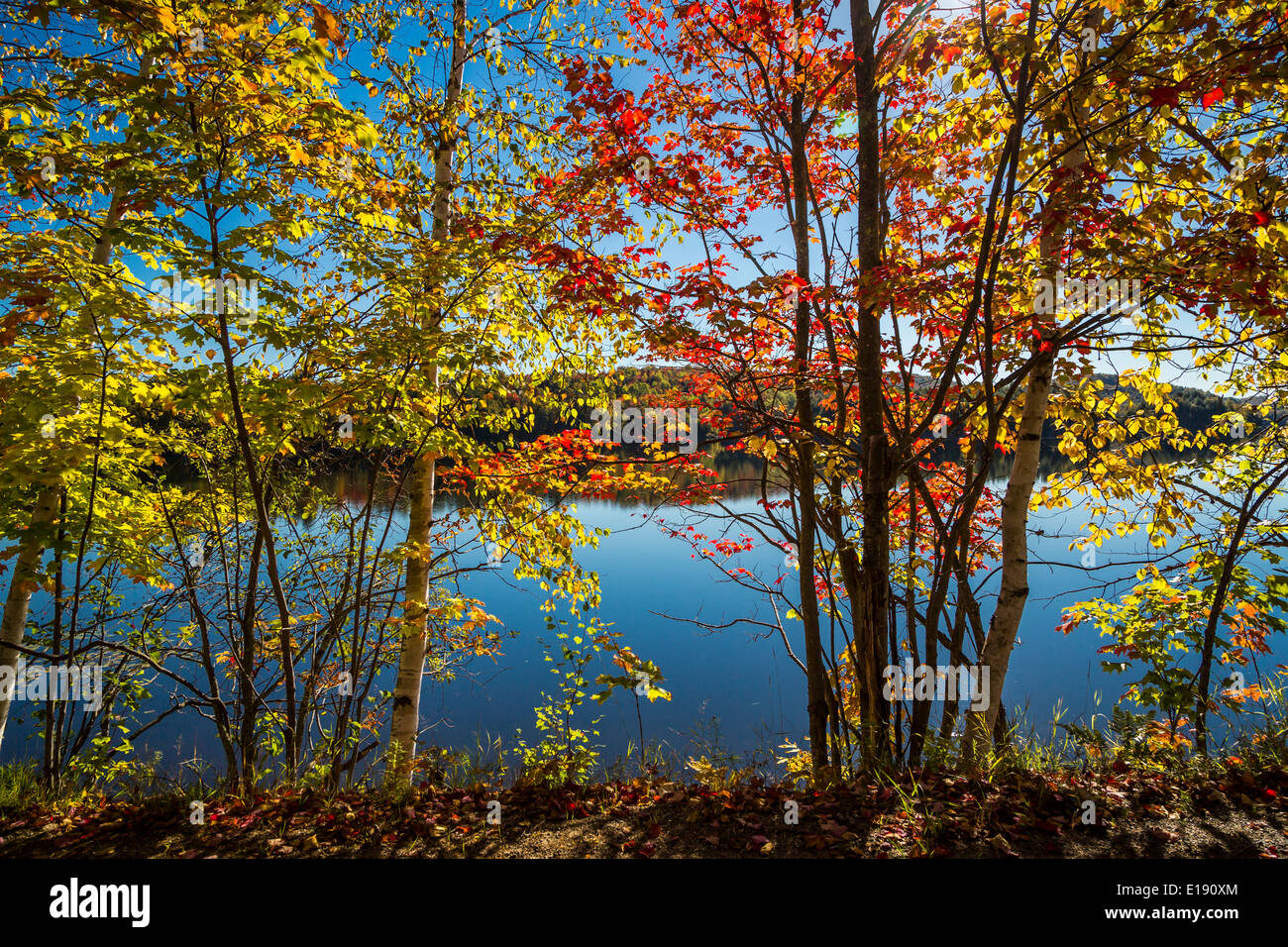 Fall foliage color in the maple trees near Mont-Tremblant, Quebec ...