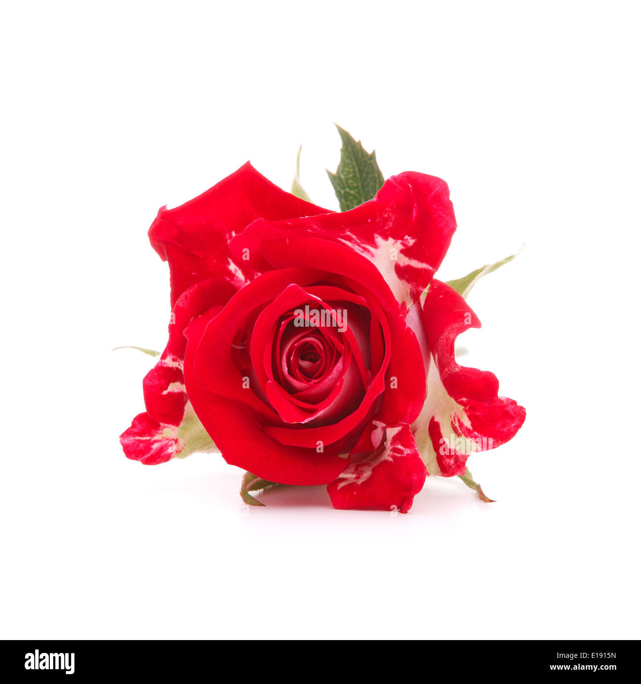 Red rose flower head isolated on white background cutout Stock Photo ...