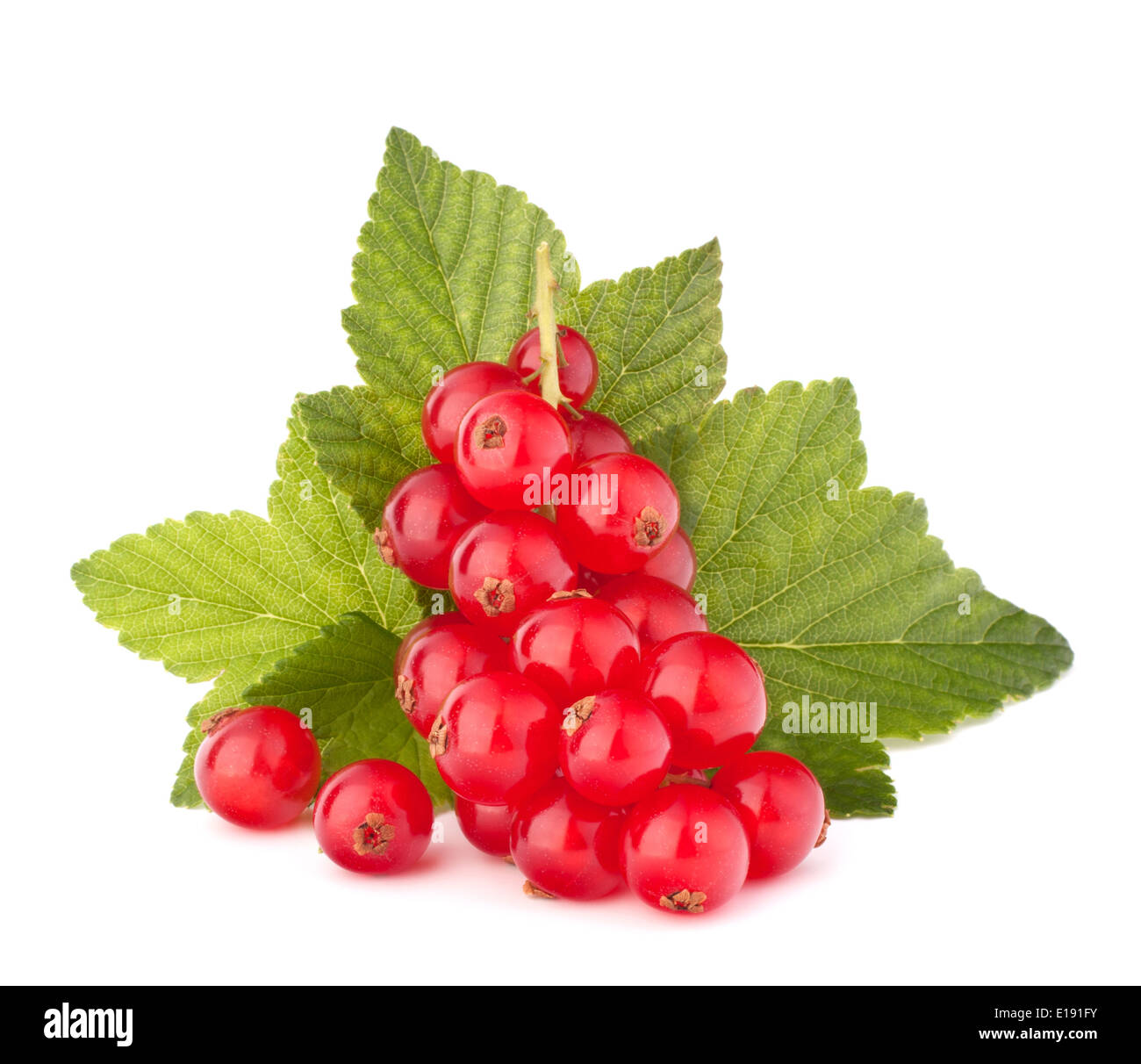 Red currants and green leaves still life isolated on white background ...