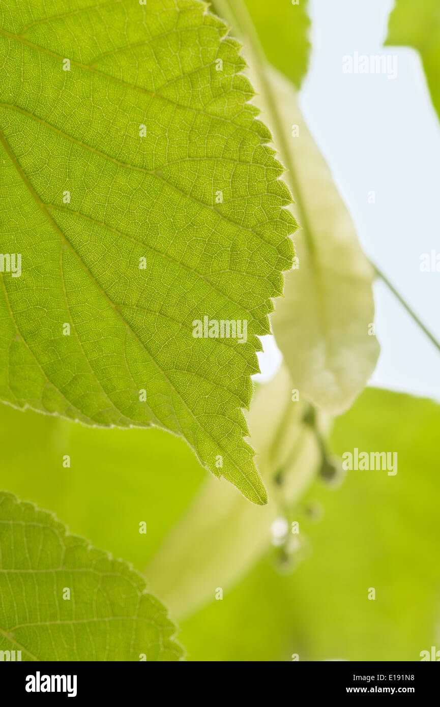 new winged seeds helicopter wind dispersal of bright lush common lime ...
