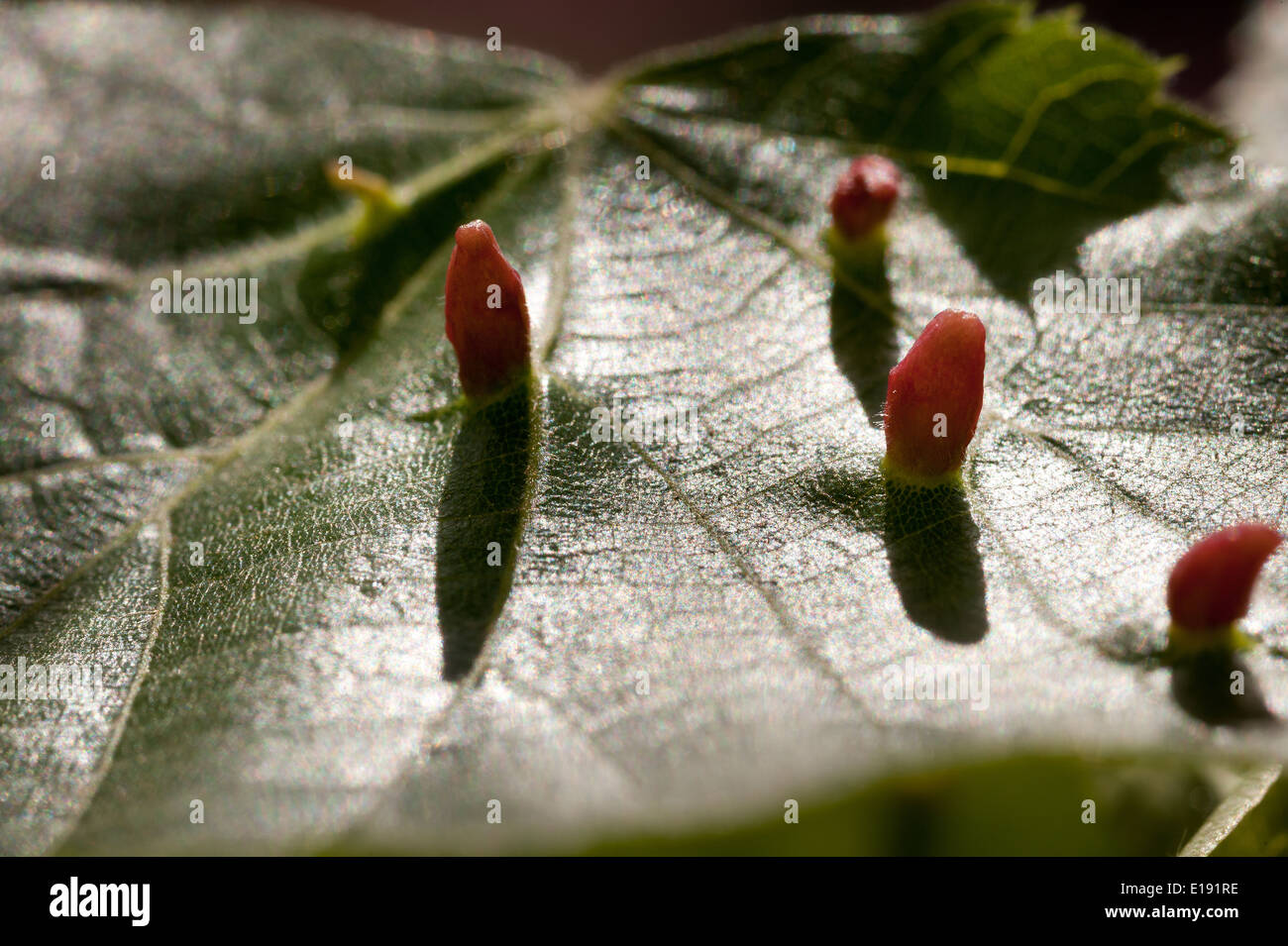 Lime nail gall or bugle gall chemically induced caused by the mite ...