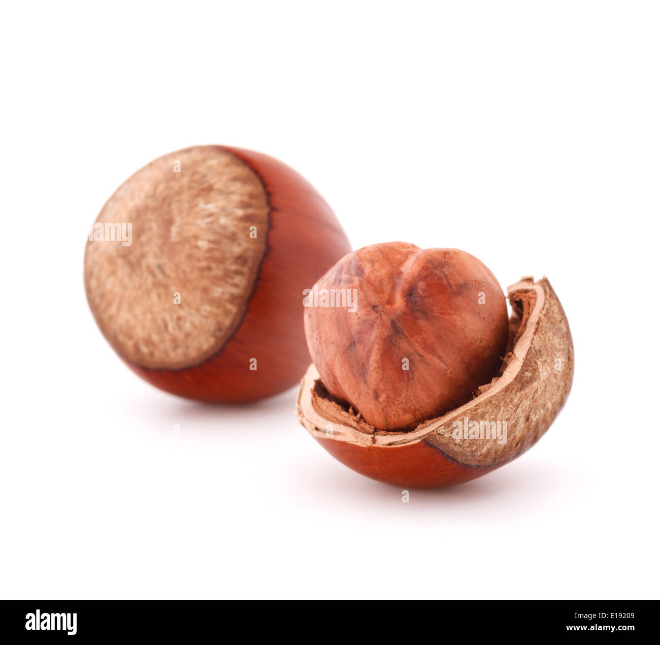 hazelnut or filbert nut isolated on white background cutout Stock Photo ...