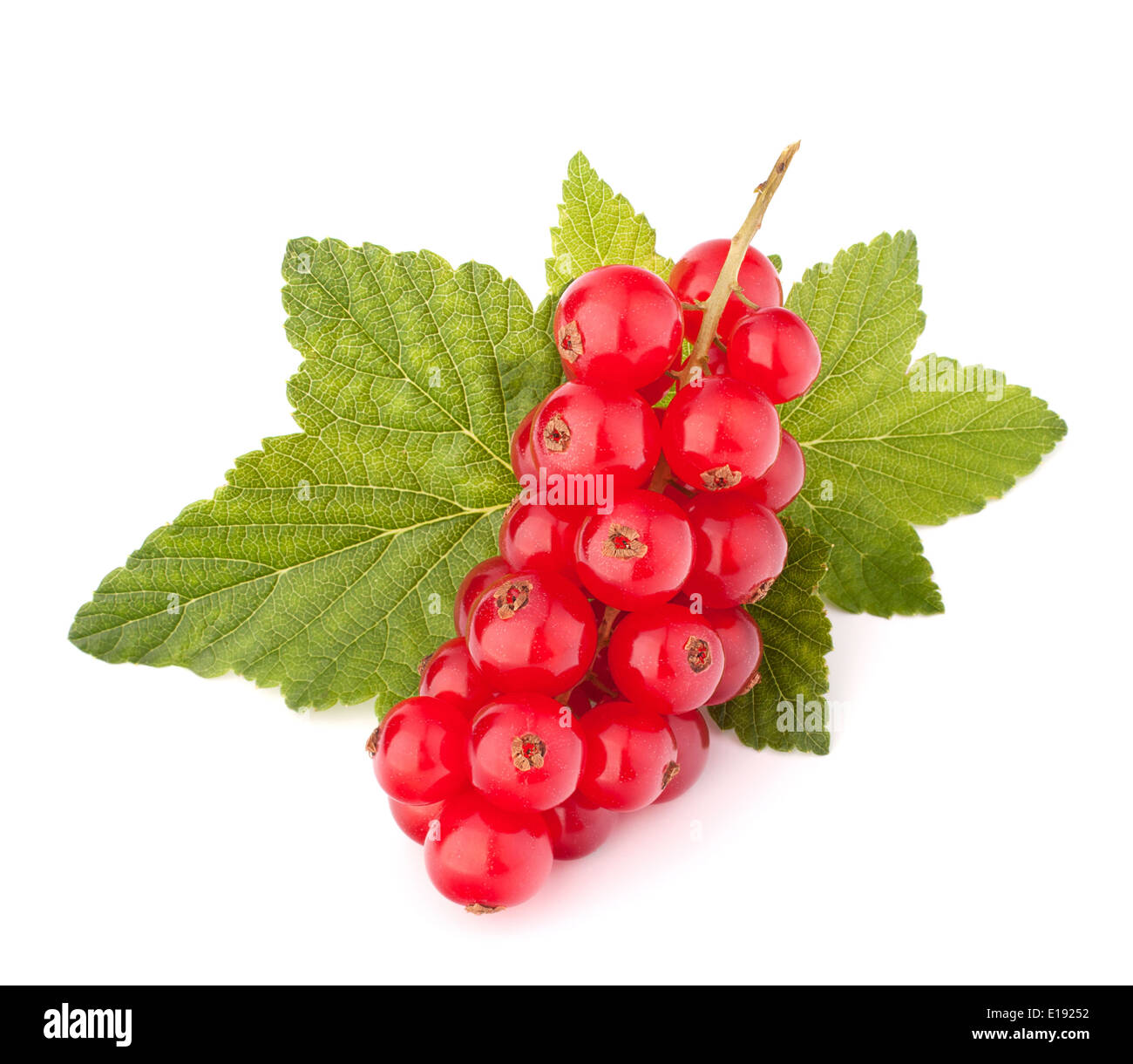 Red currants and green leaves still life isolated on white background ...