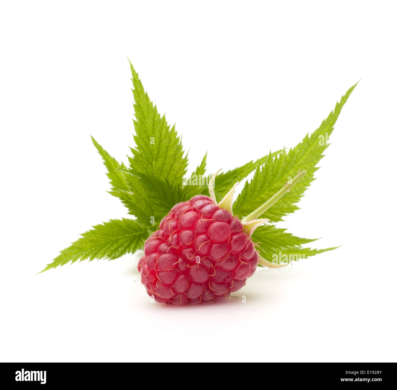 Sweet raspberry isolated on white background cutout Stock Photo - Alamy