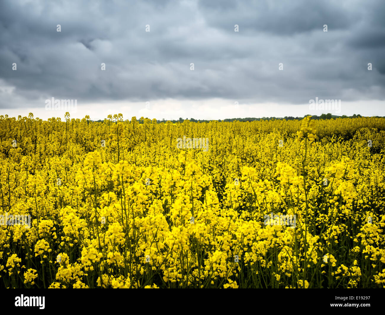 Blooming canola field hi-res stock photography and images - Alamy
