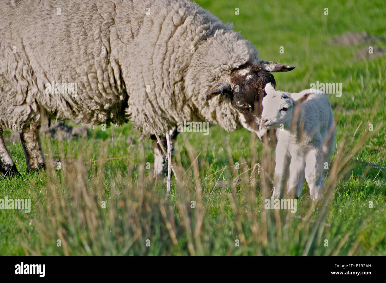 Leaping sheep hi-res stock photography and images - Alamy