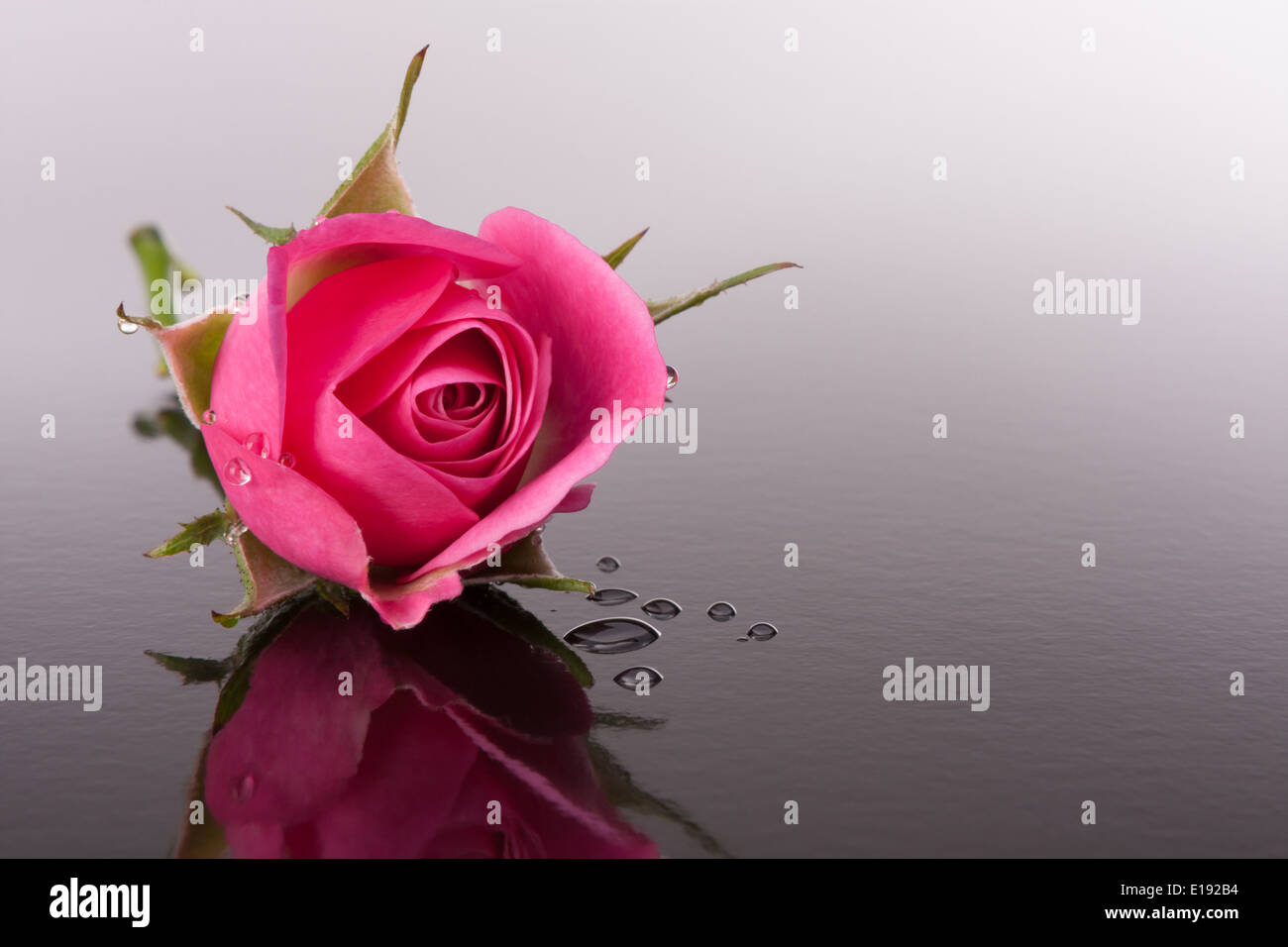 Rose surface hi-res stock photography and images - Alamy