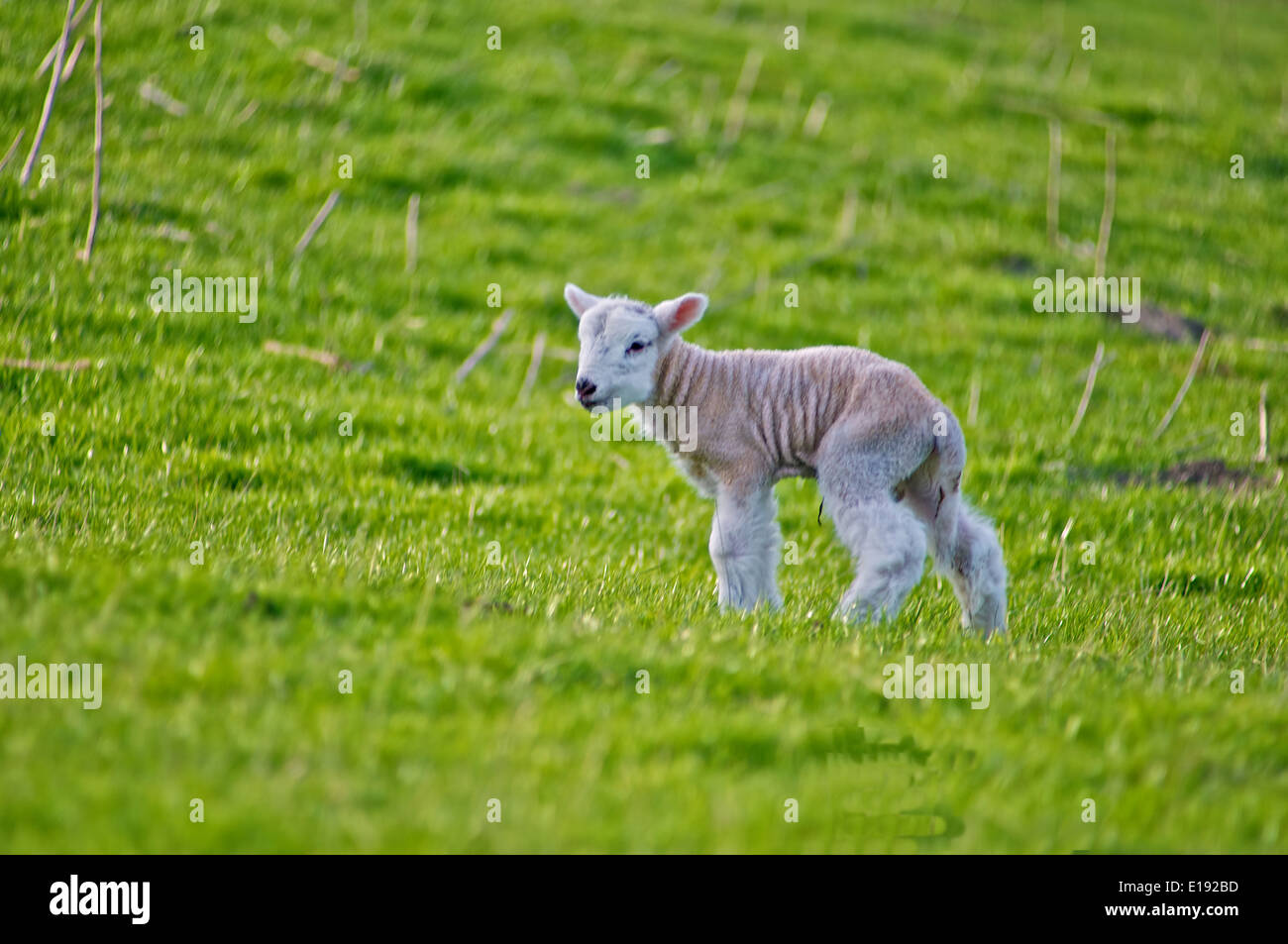 Lamb jumping in field hi-res stock photography and images - Alamy