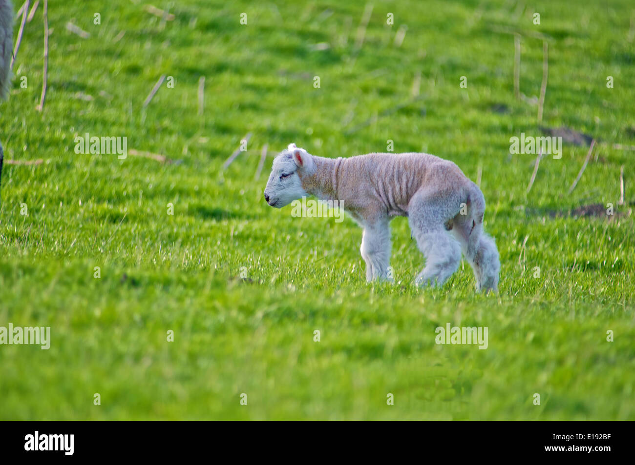 Lamb jumping in field hi-res stock photography and images - Alamy