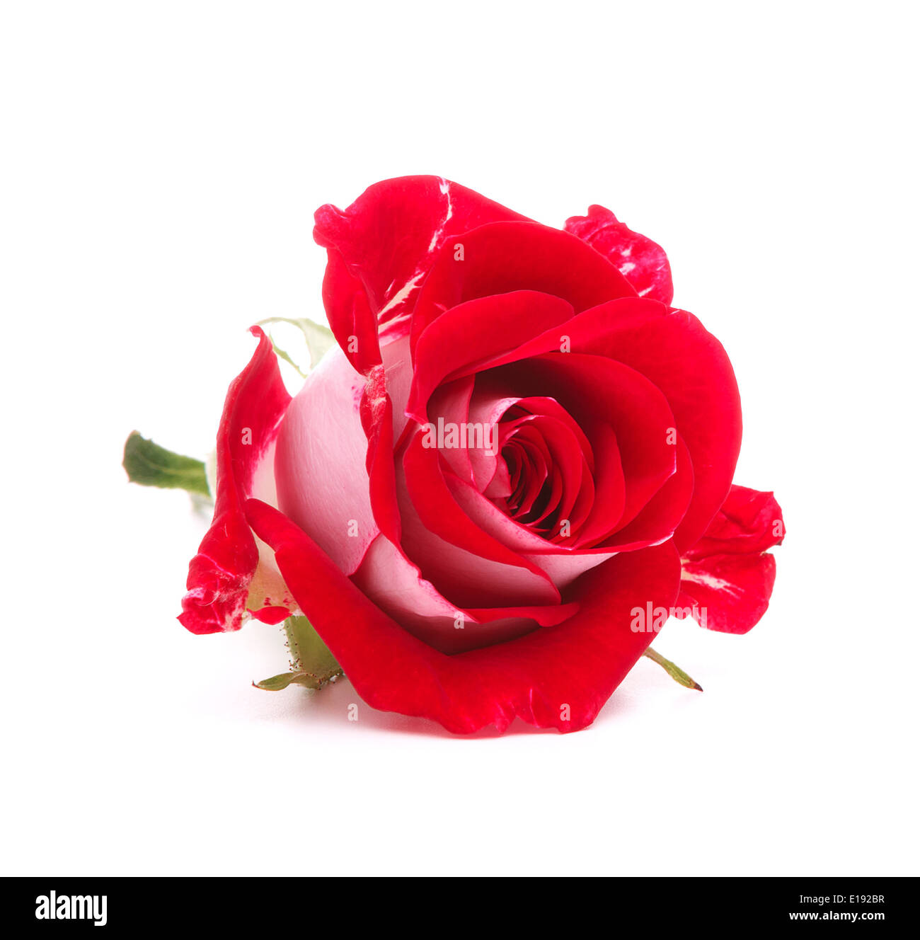 Red rose flower head isolated on white background cutout Stock Photo ...