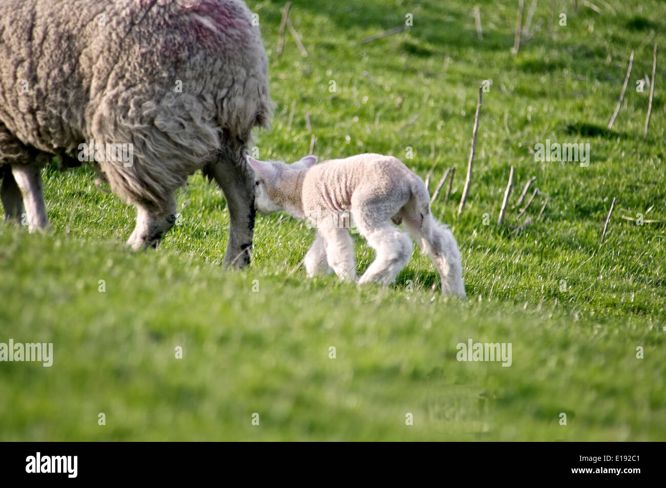 A new born lamb following her mother Stock Photo - Alamy