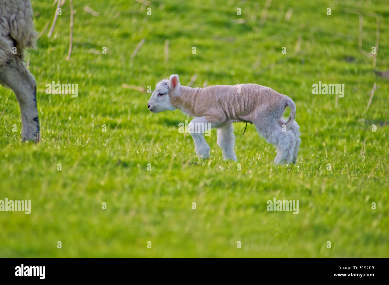 A new born lamb Stock Photo - Alamy