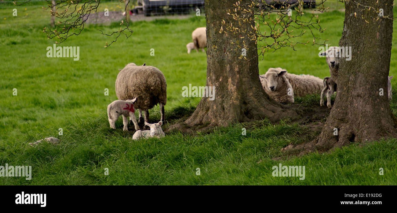 A small group of sheep enjoying the shade of a tree Stock Photo - Alamy