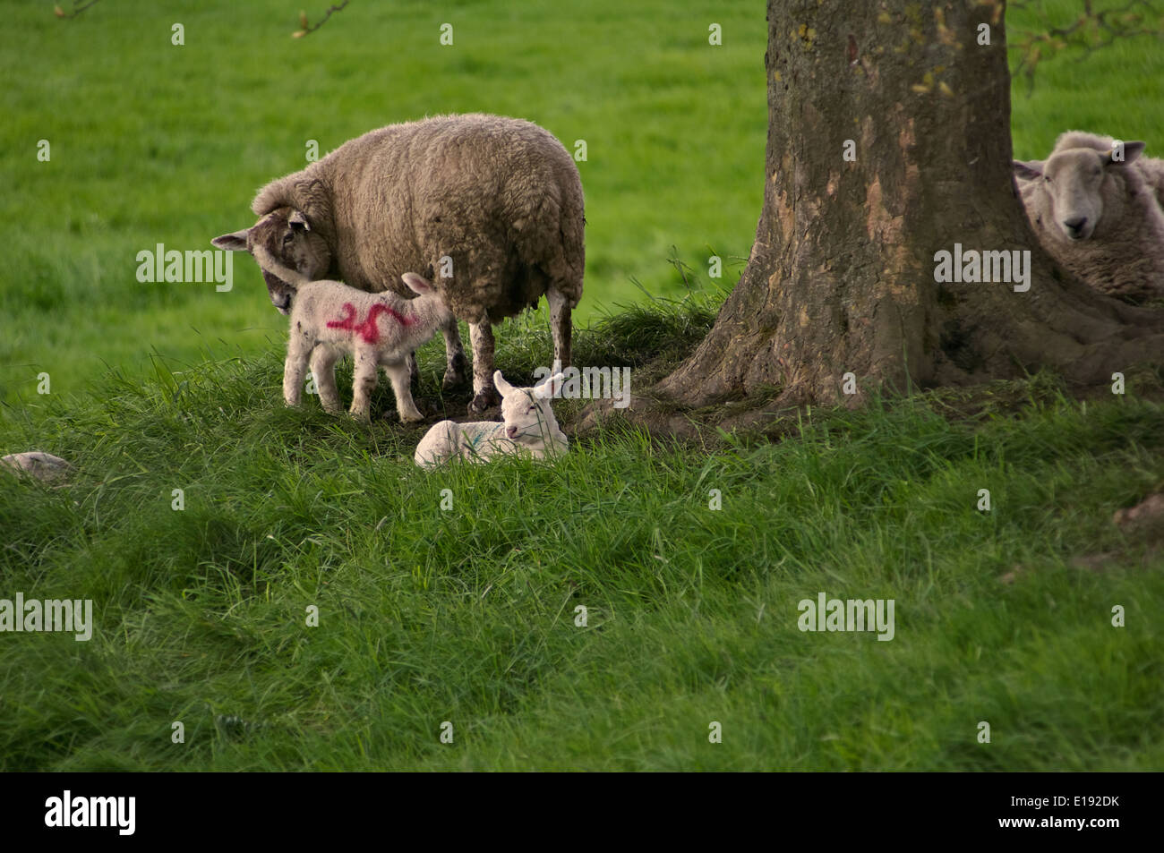 Frolicking lambs hi-res stock photography and images - Alamy