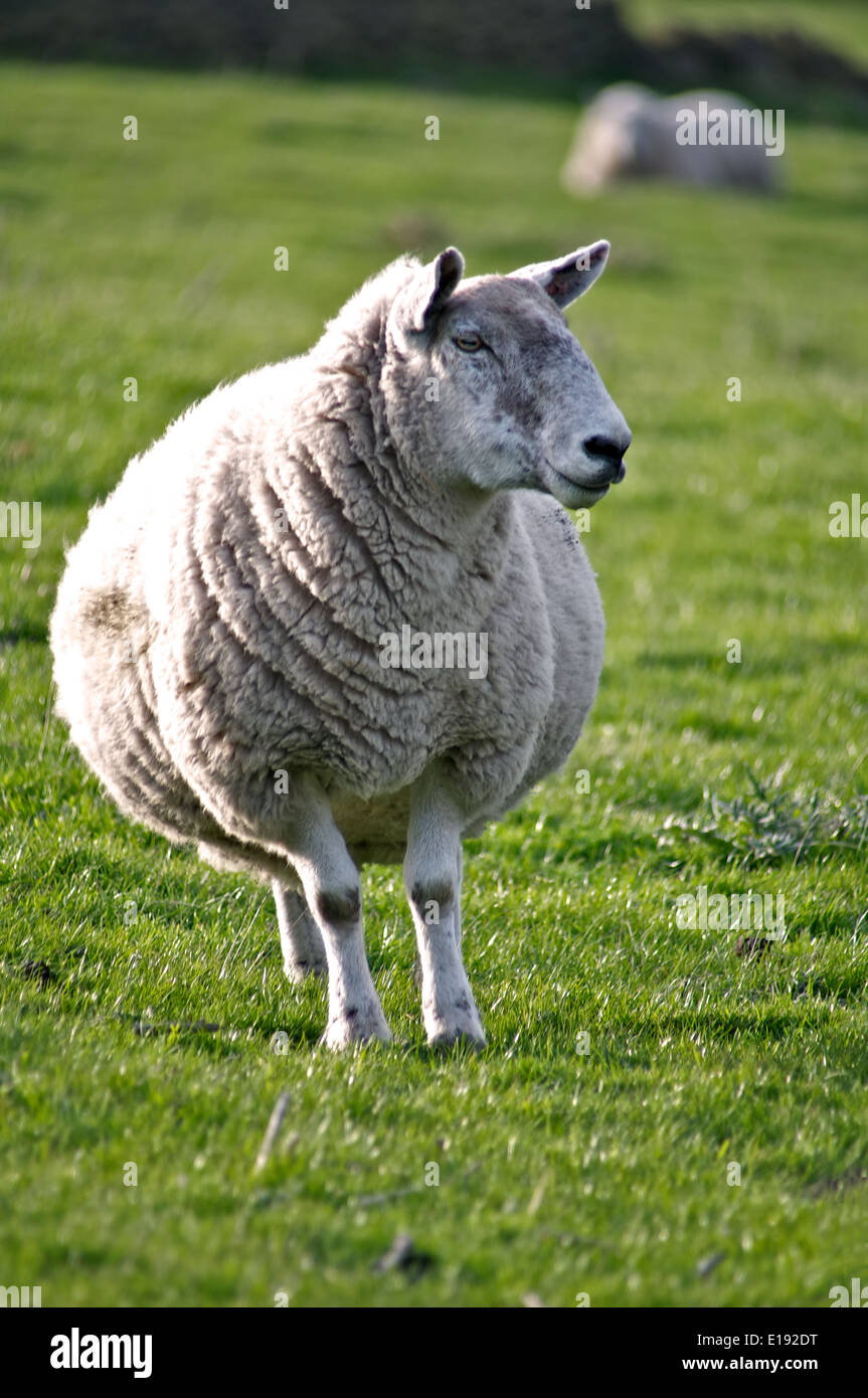 A single sheep standing on her own in a field Stock Photo - Alamy