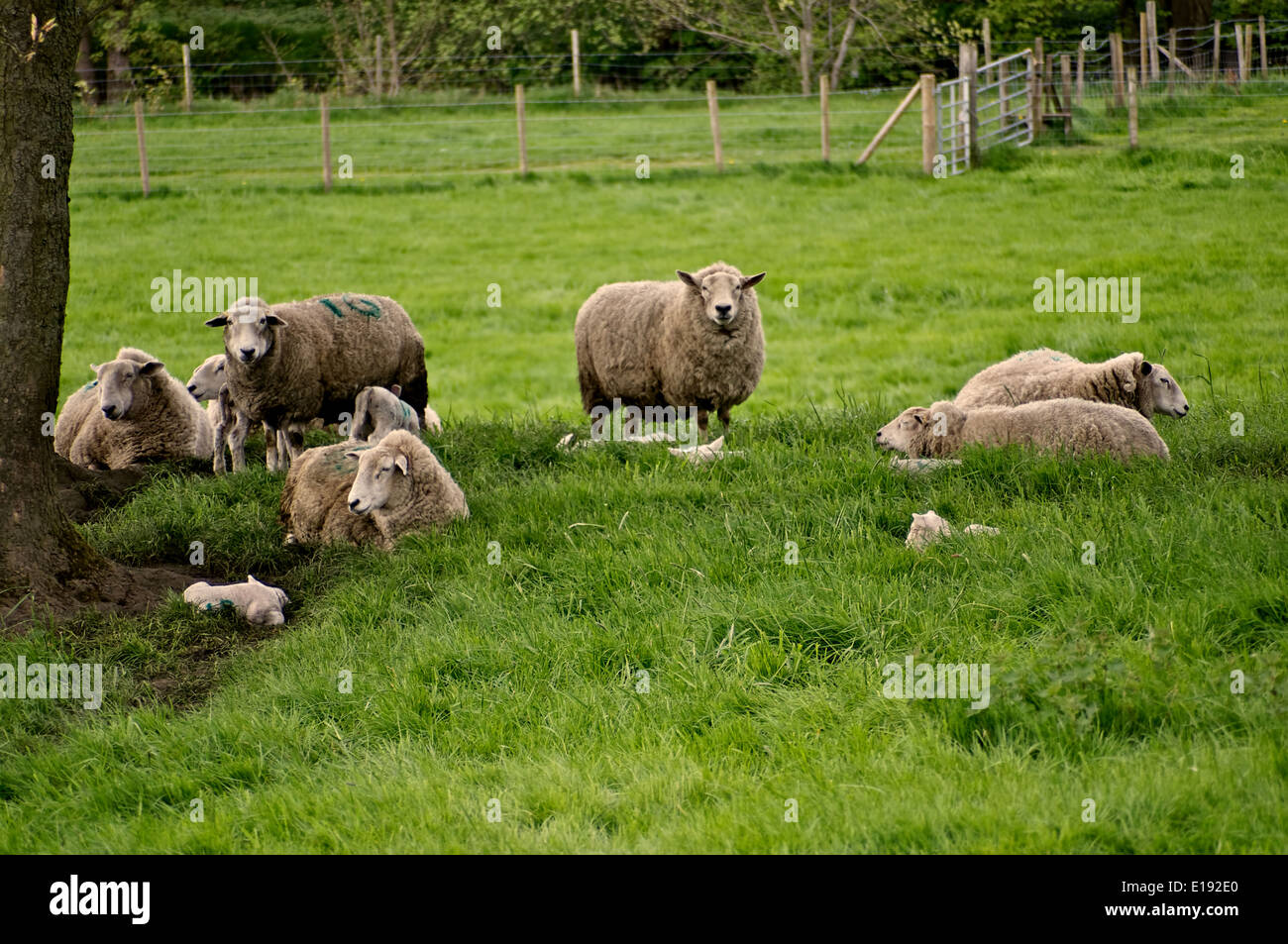 Lowland sheep breeds hi-res stock photography and images - Alamy