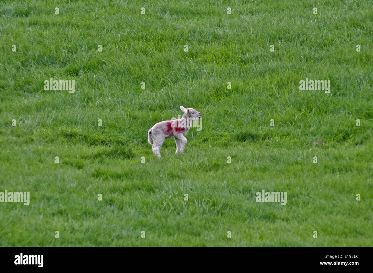 Tame lamb hi-res stock photography and images - Alamy