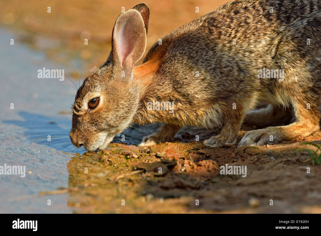 Desert Hares High Resolution Stock Photography and Images - Alamy