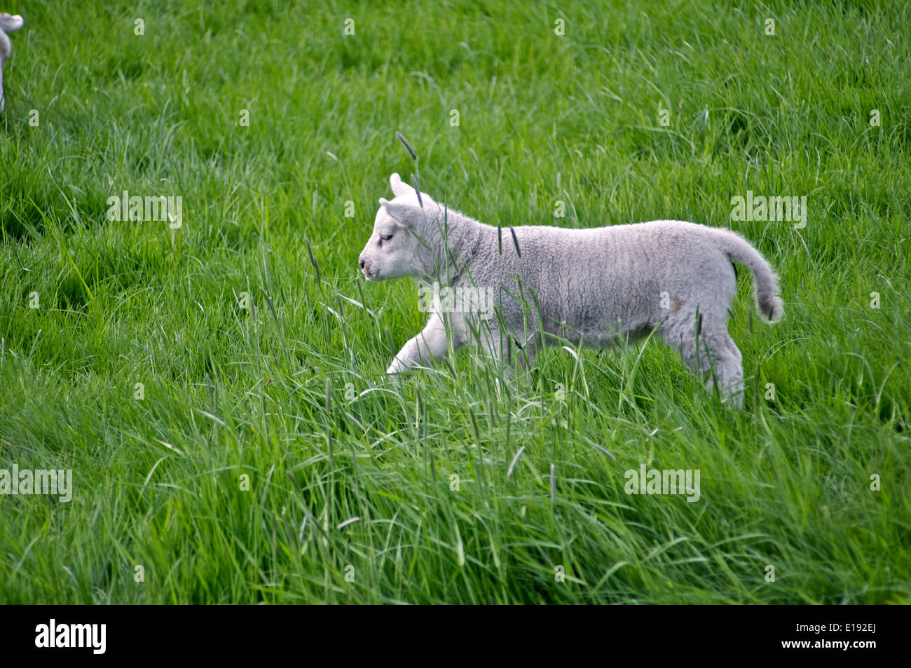 Lowland sheep breeds hi-res stock photography and images - Alamy