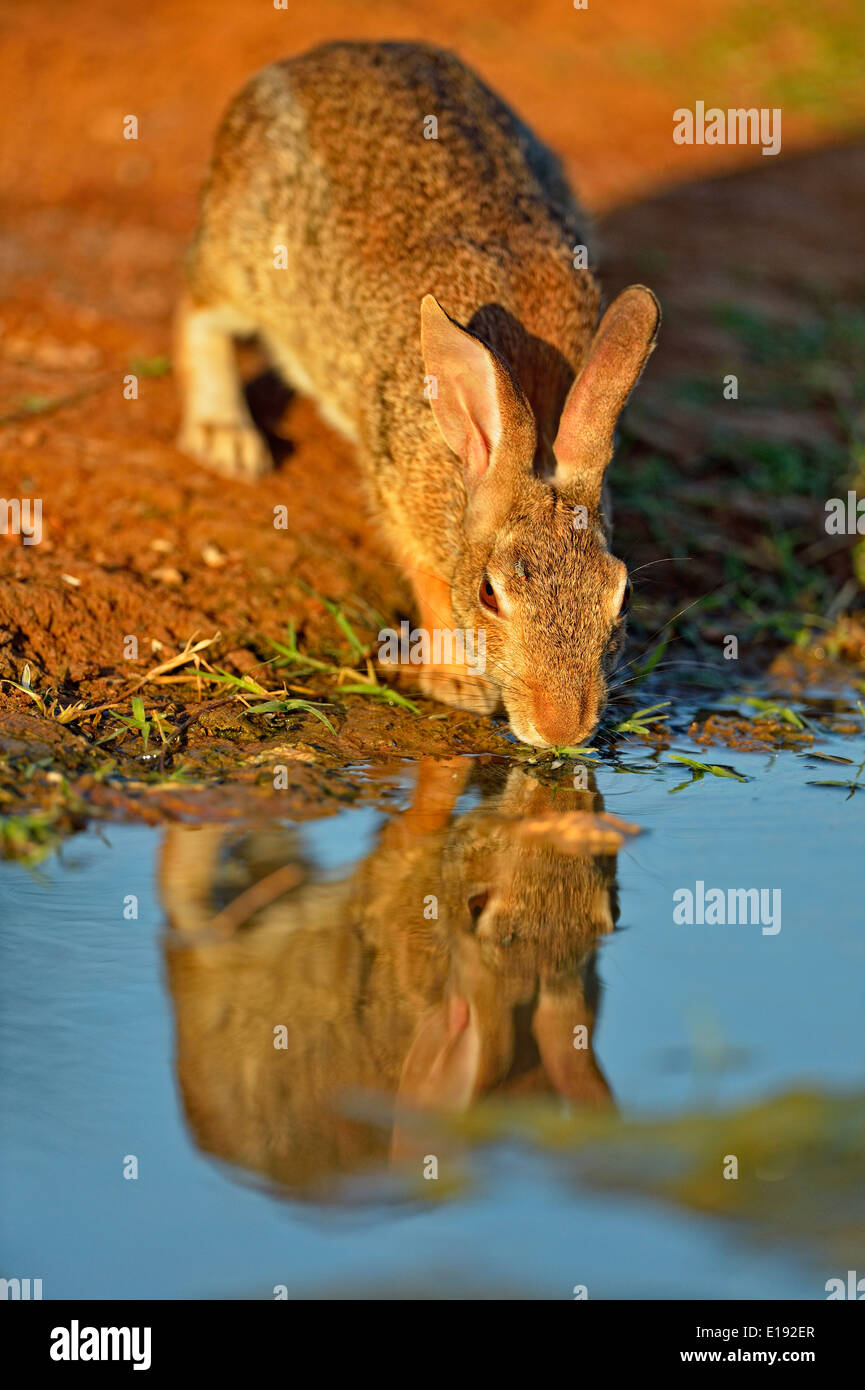 Audubons cottontail rabbits hi-res stock photography and images - Alamy