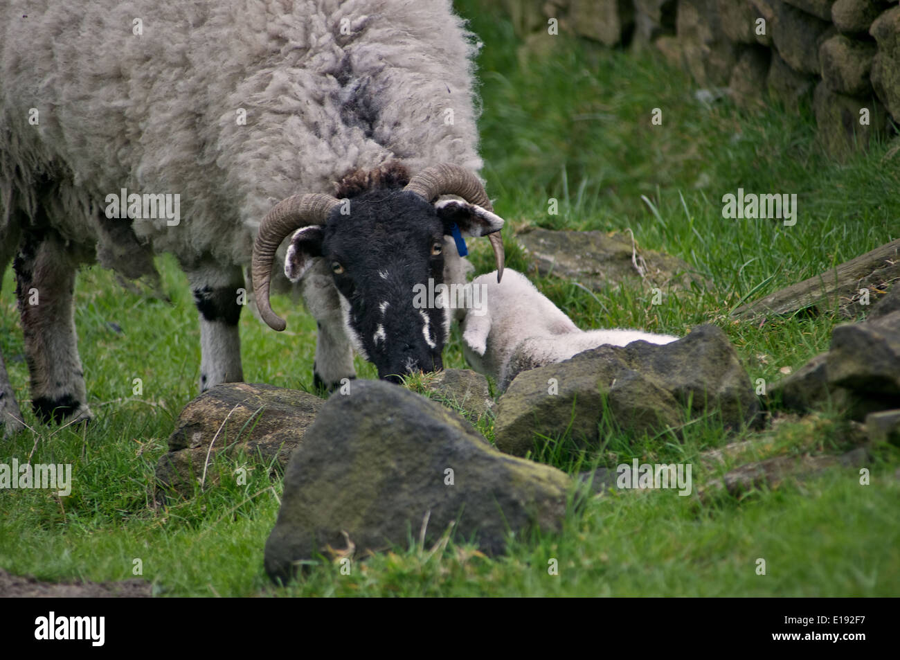 A sheep with her lamb Stock Photo - Alamy