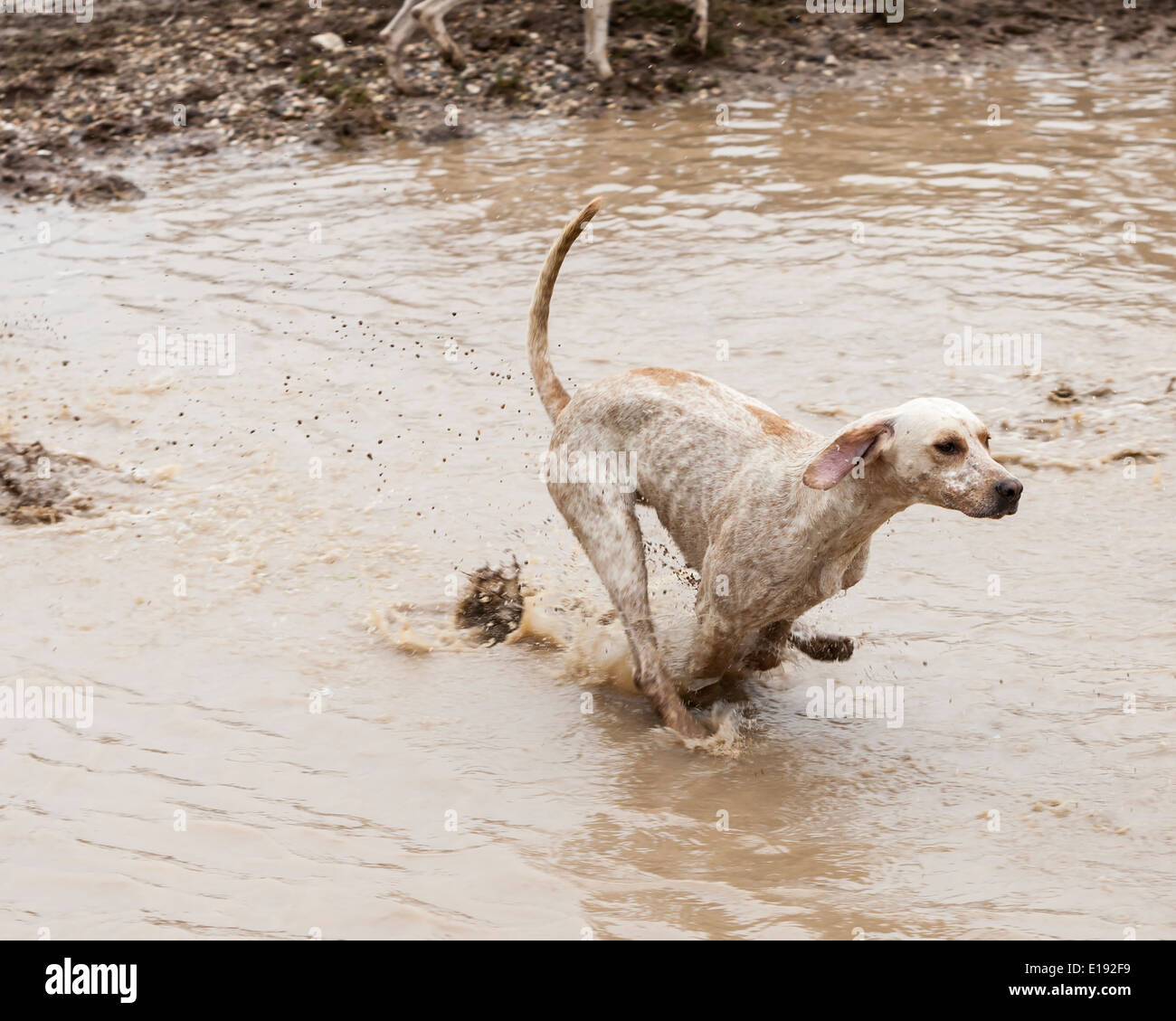 Foxhound running through muddy water Stock Photo - Alamy