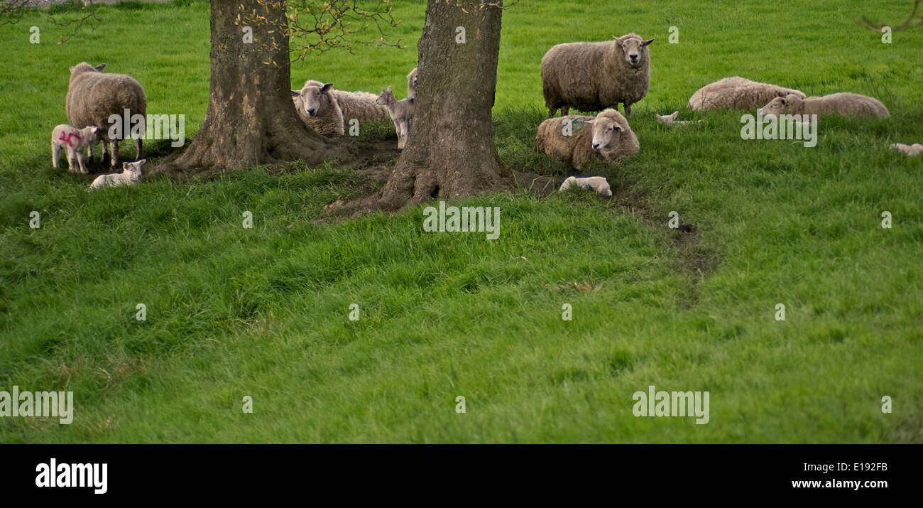 A group of sheep and lambs resting peacefully under two trees Stock ...