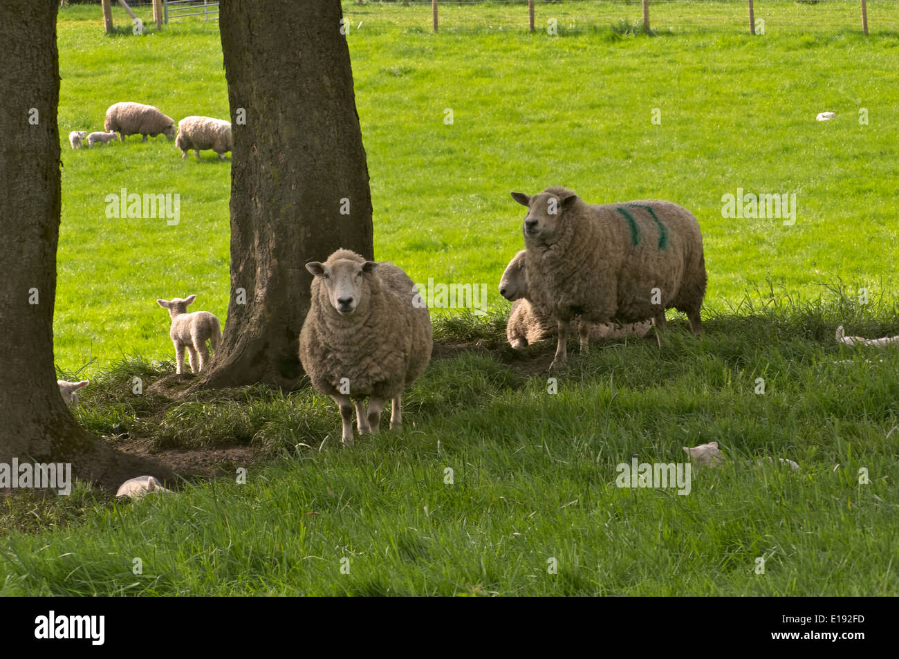 Sheep eating tree hi-res stock photography and images - Alamy