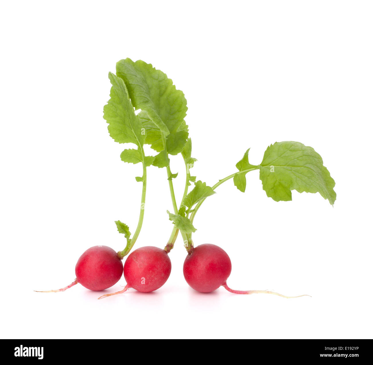 Small garden radish with leaves isolated on white background cutout ...