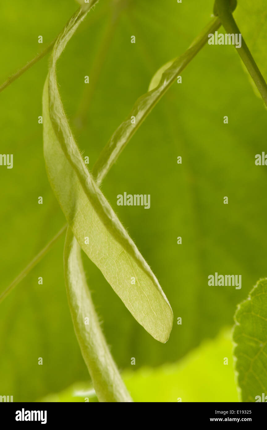 new winged seeds helicopter wind dispersal of bright lush common lime ...