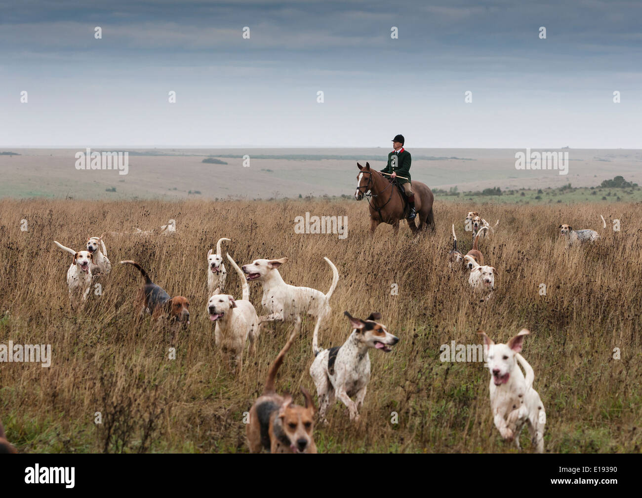 Huntsman pack hounds in field hi-res stock photography and images - Alamy