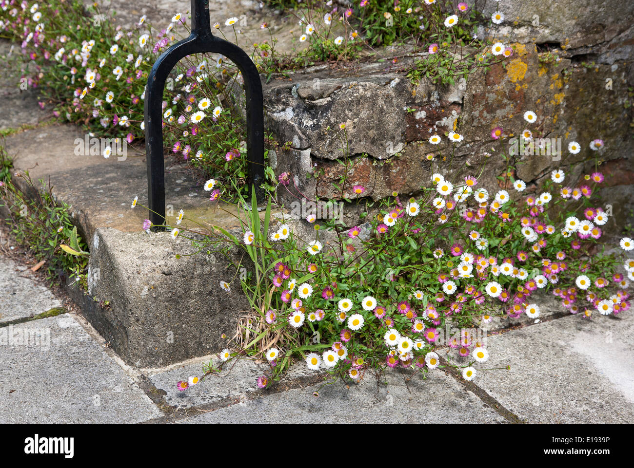 Stone footsteps with daisies Stock Photo - Alamy