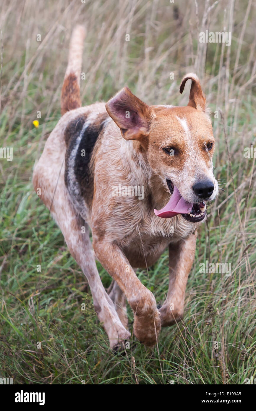 Hounds running hi-res stock photography and images - Alamy