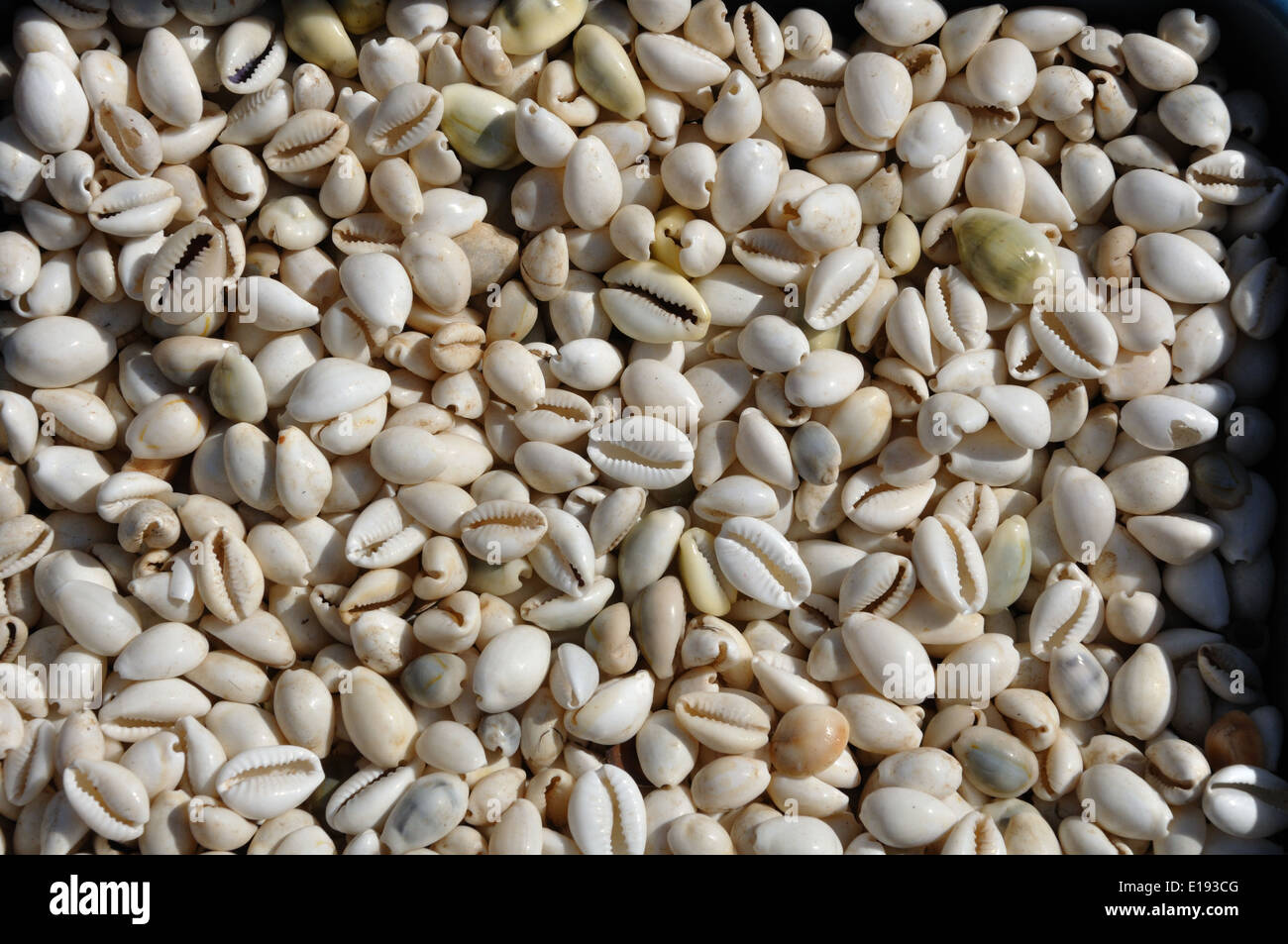 Cowries hi-res stock photography and images - Alamy