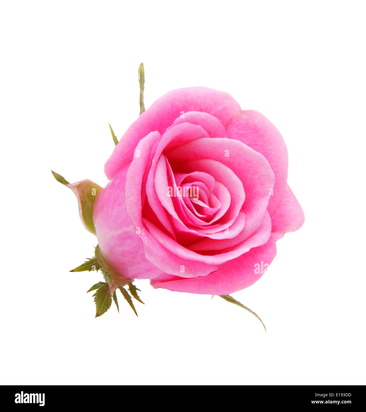 Pink rose flower head isolated on white background cutout Stock Photo ...