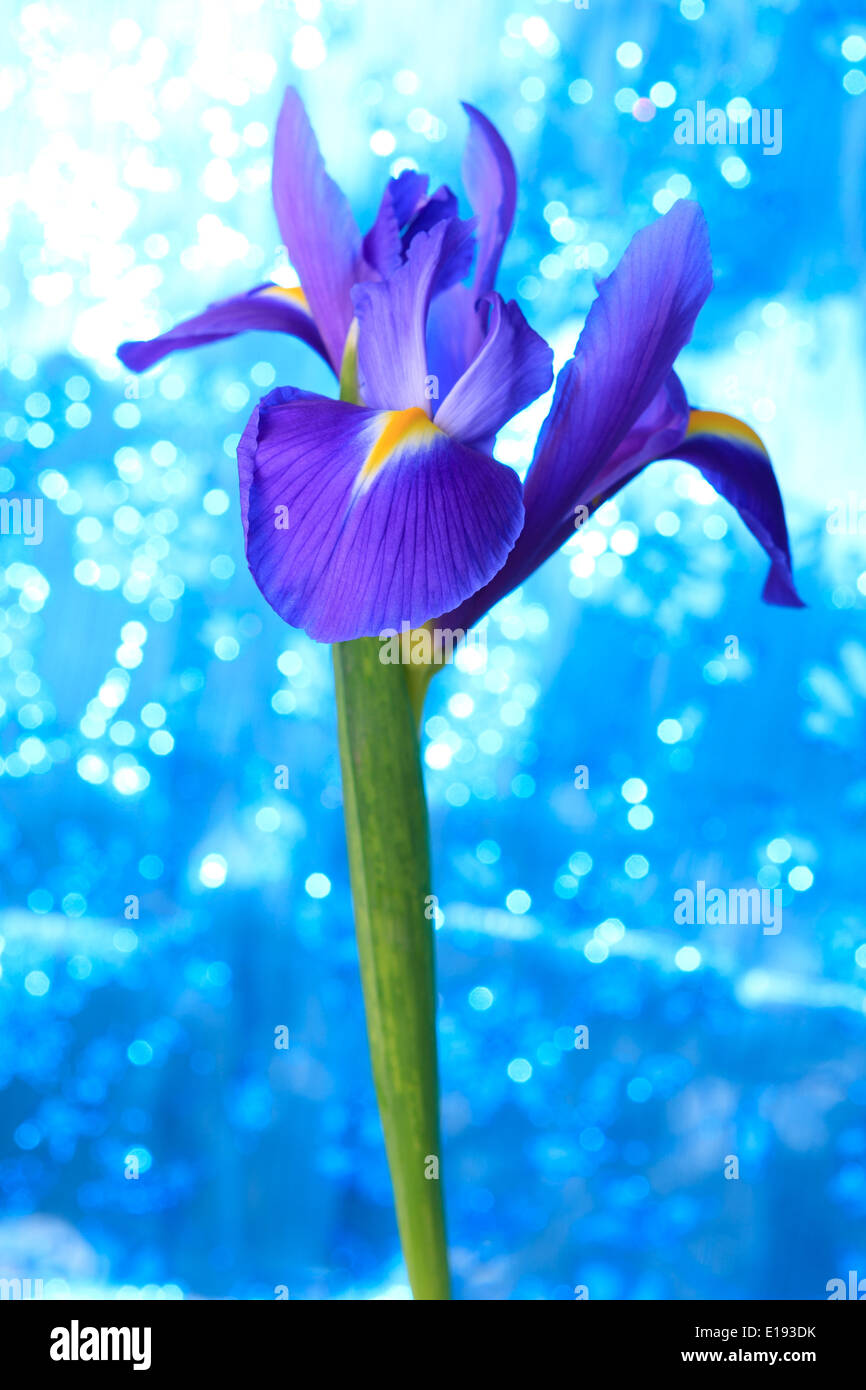 Beautiful blue iris flowers background Stock Photo - Alamy