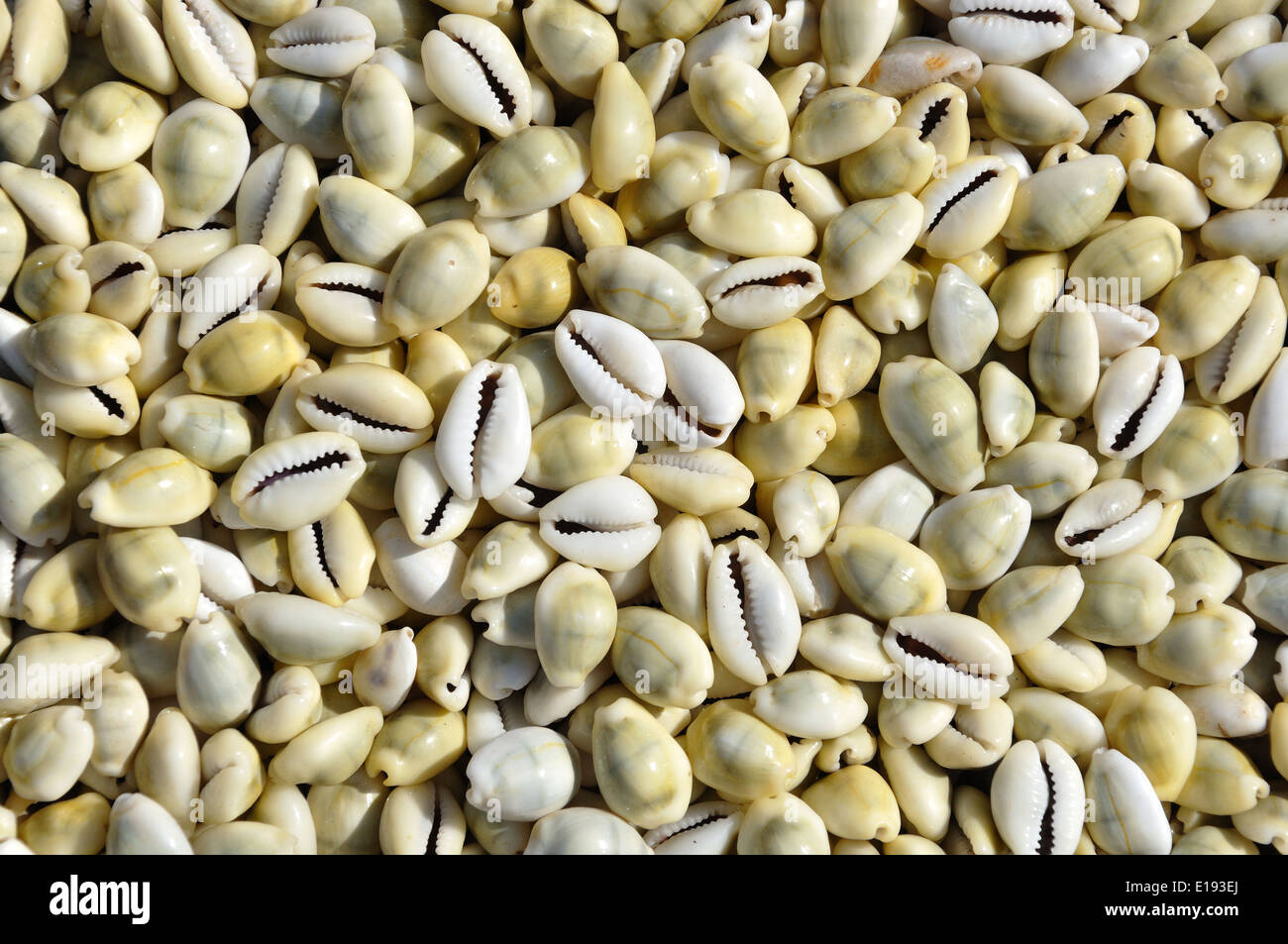 Cowries High Resolution Stock Photography and Images - Alamy