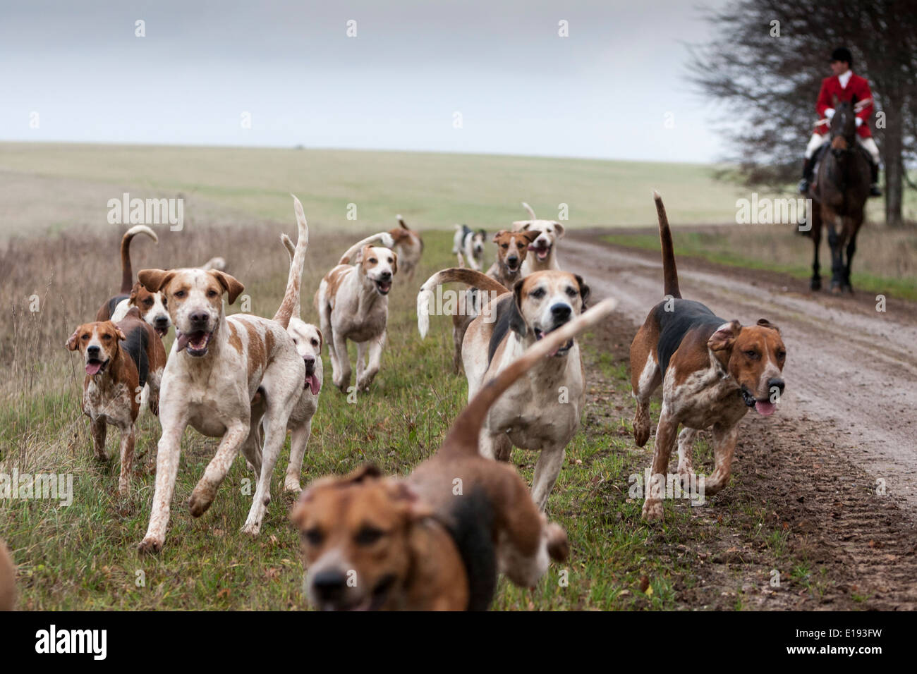 Pack of foxhounds running in field Stock Photo - Alamy