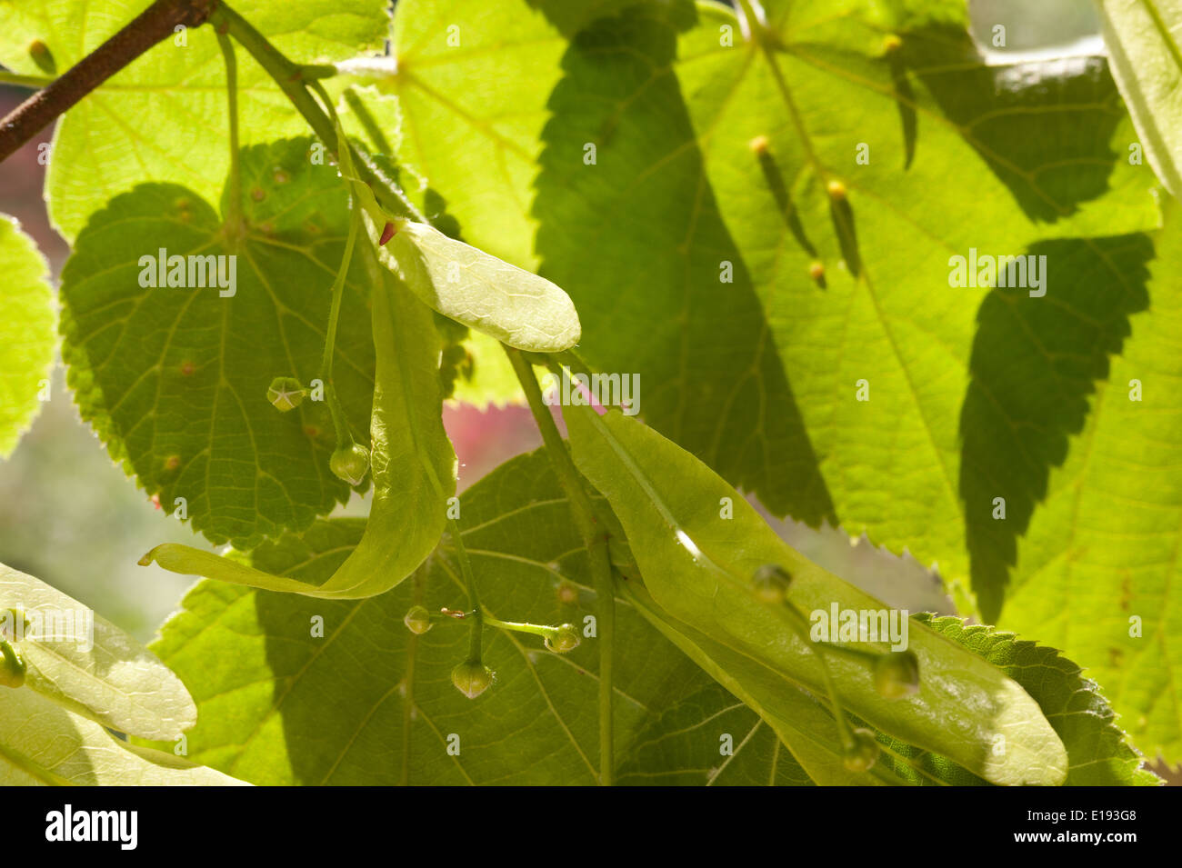 Common linden seed hi-res stock photography and images - Alamy