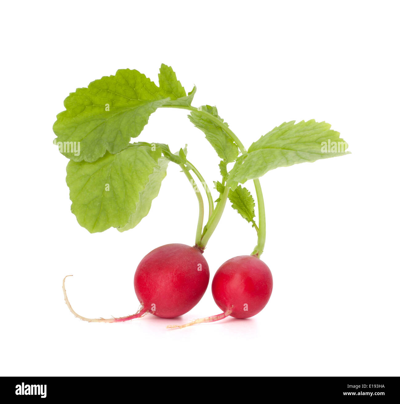 Small garden radish with leaves isolated on white background cutout ...
