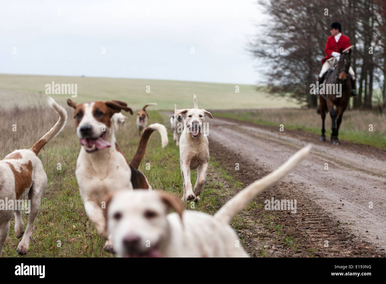 Foxhound running hi-res stock photography and images - Alamy