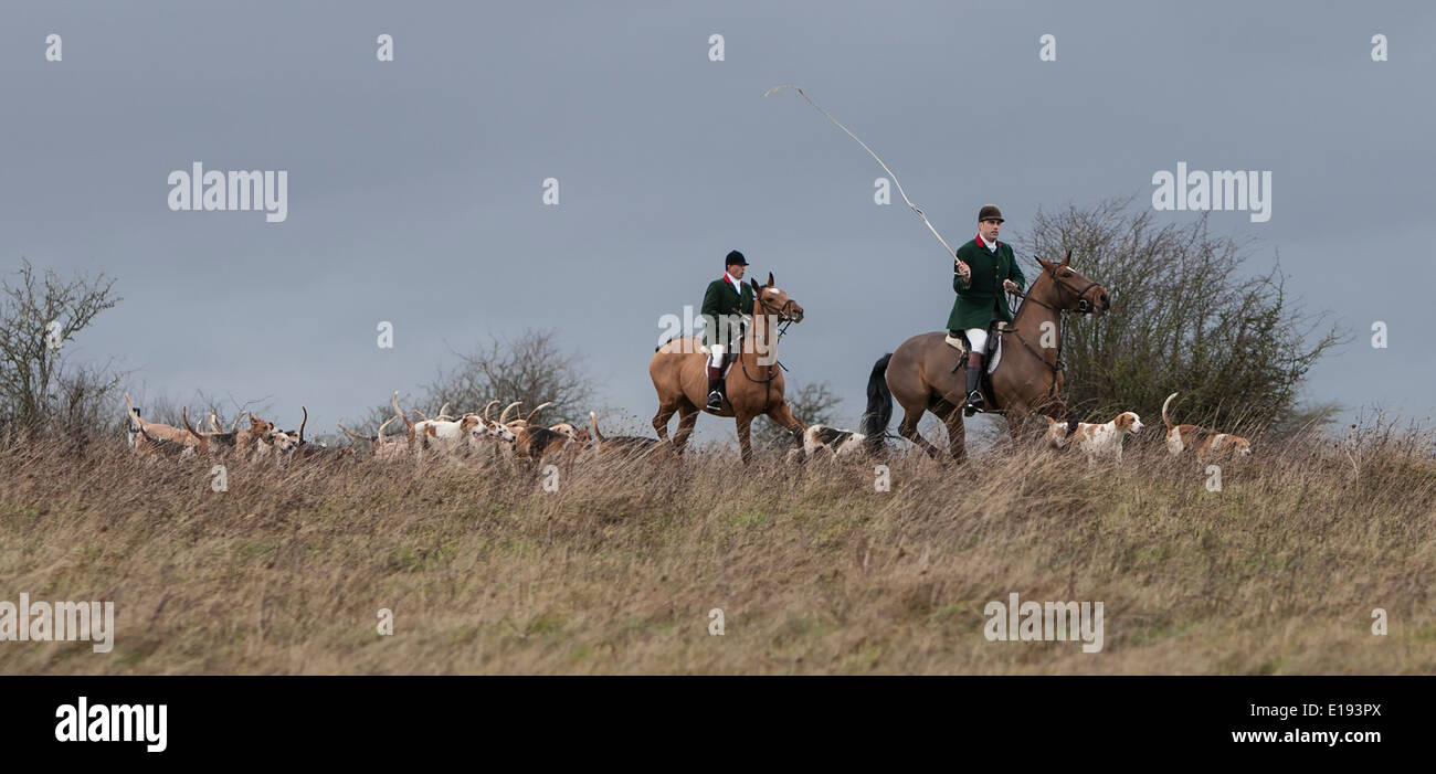 Huntsman and pack of hounds in field Stock Photo - Alamy