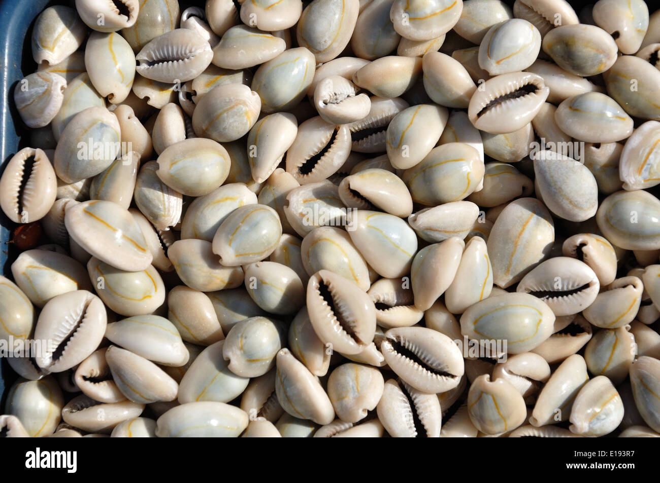 Cowries hi-res stock photography and images - Alamy