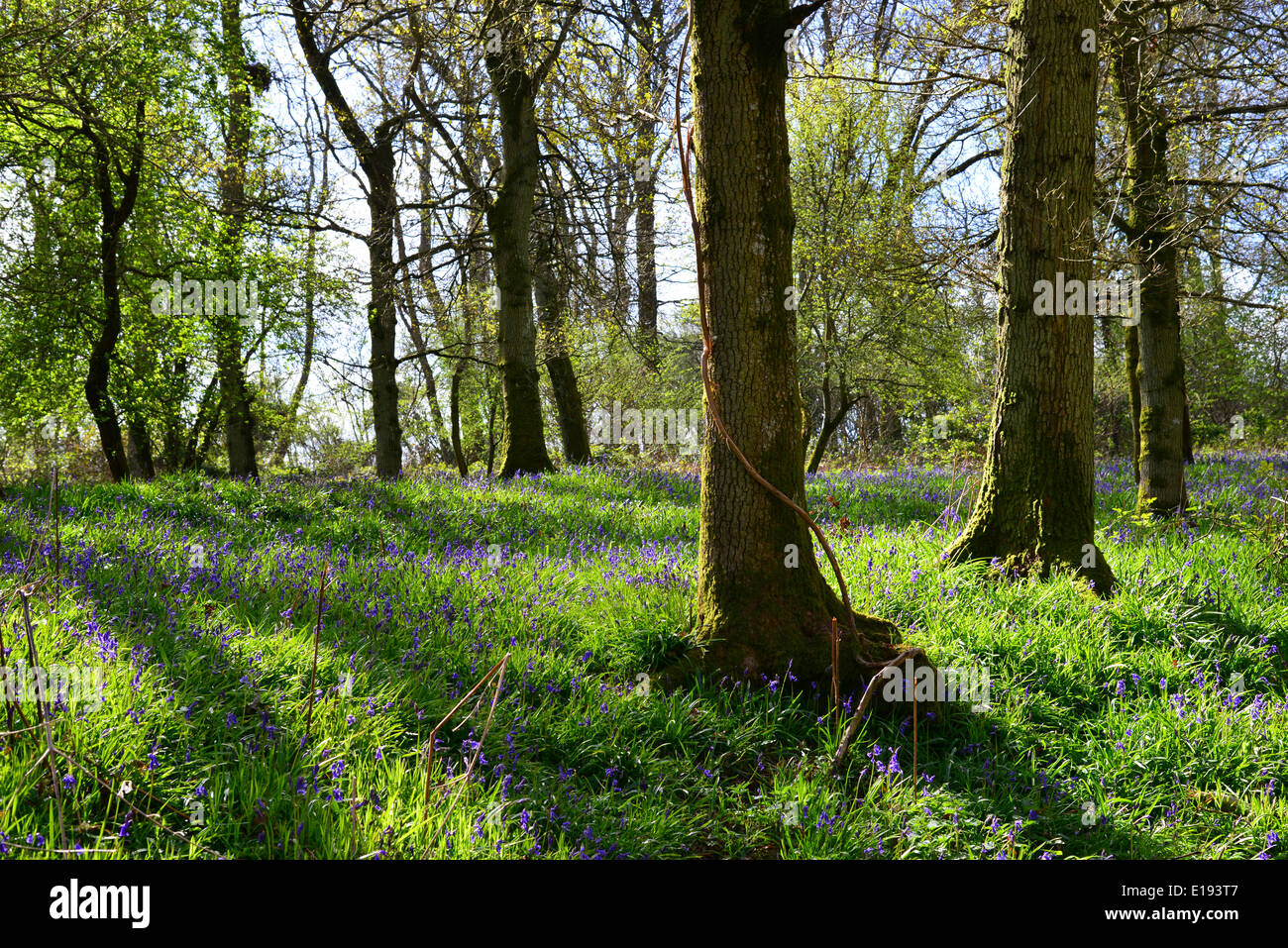 Coldwaltham england hi-res stock photography and images - Alamy